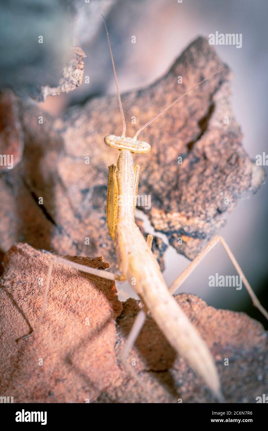 Brown Praying Mantis sitting brown wood bark, Cape Town, South Africa ...
