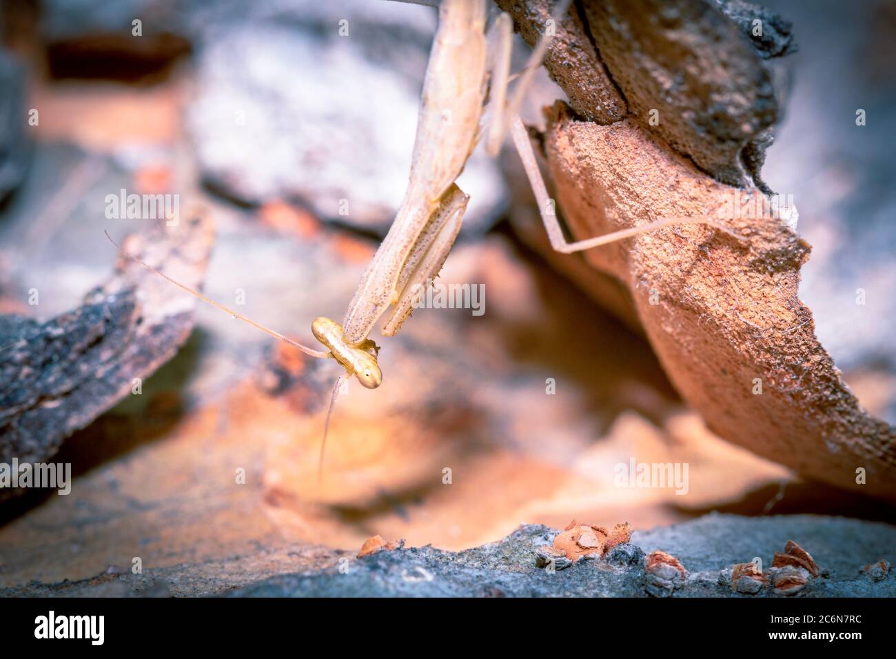 Brown Praying Mantis sitting brown wood bark, Cape Town, South Africa ...