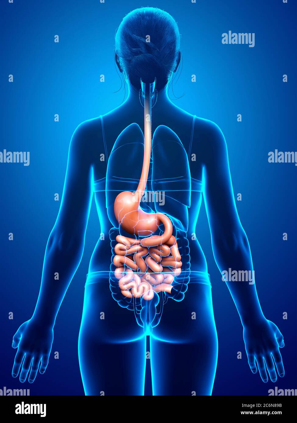 3d rendered, medically accurate illustration of a female stomach and ...