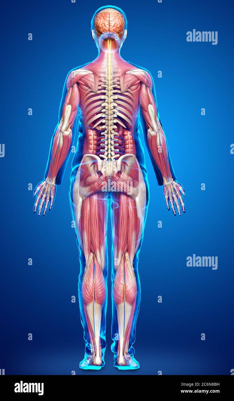 3d rendered medically accurate of the female anatomy Stock Photo - Alamy