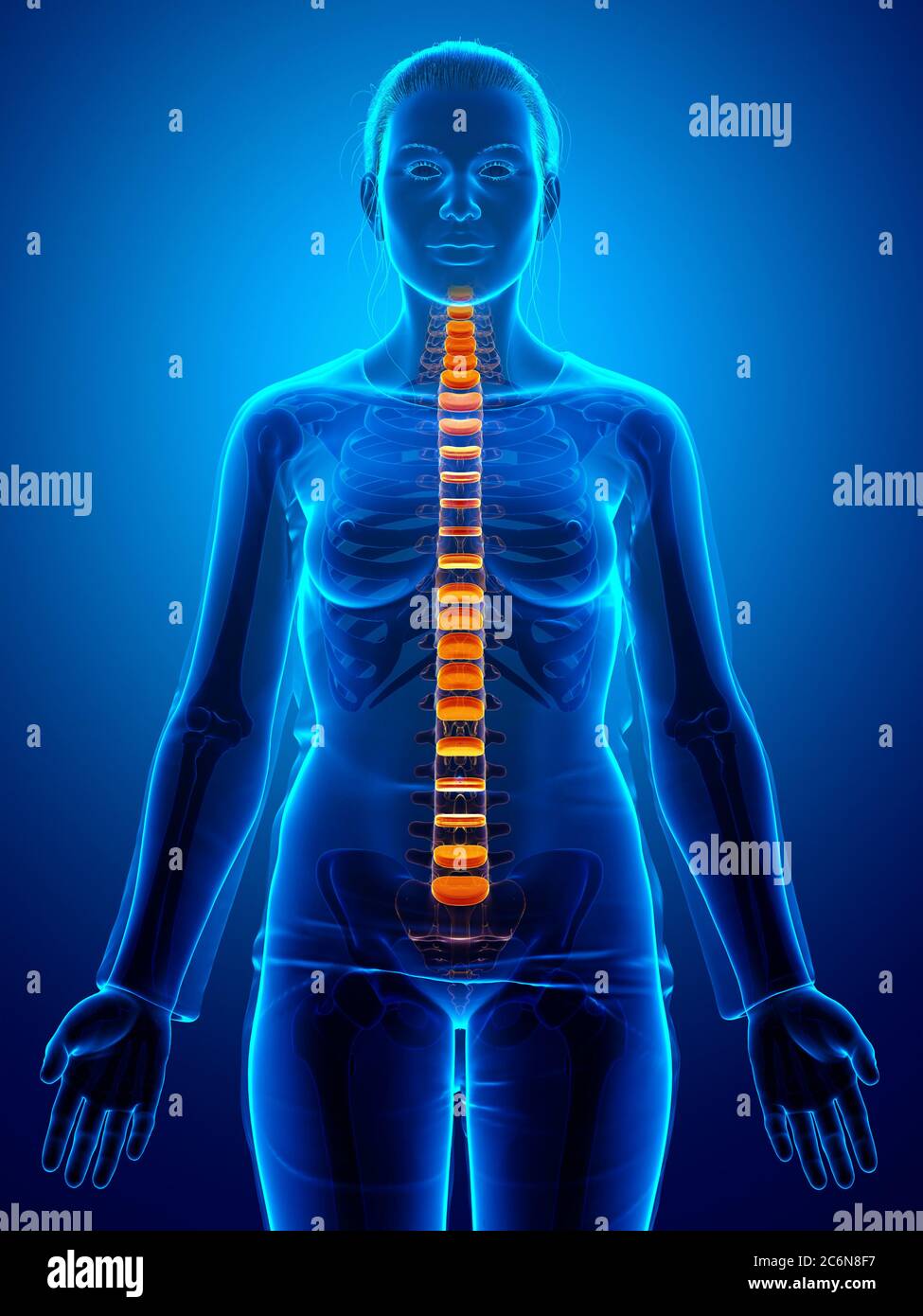 Backbone intervertebral disc anatomy Stock Photo - Alamy