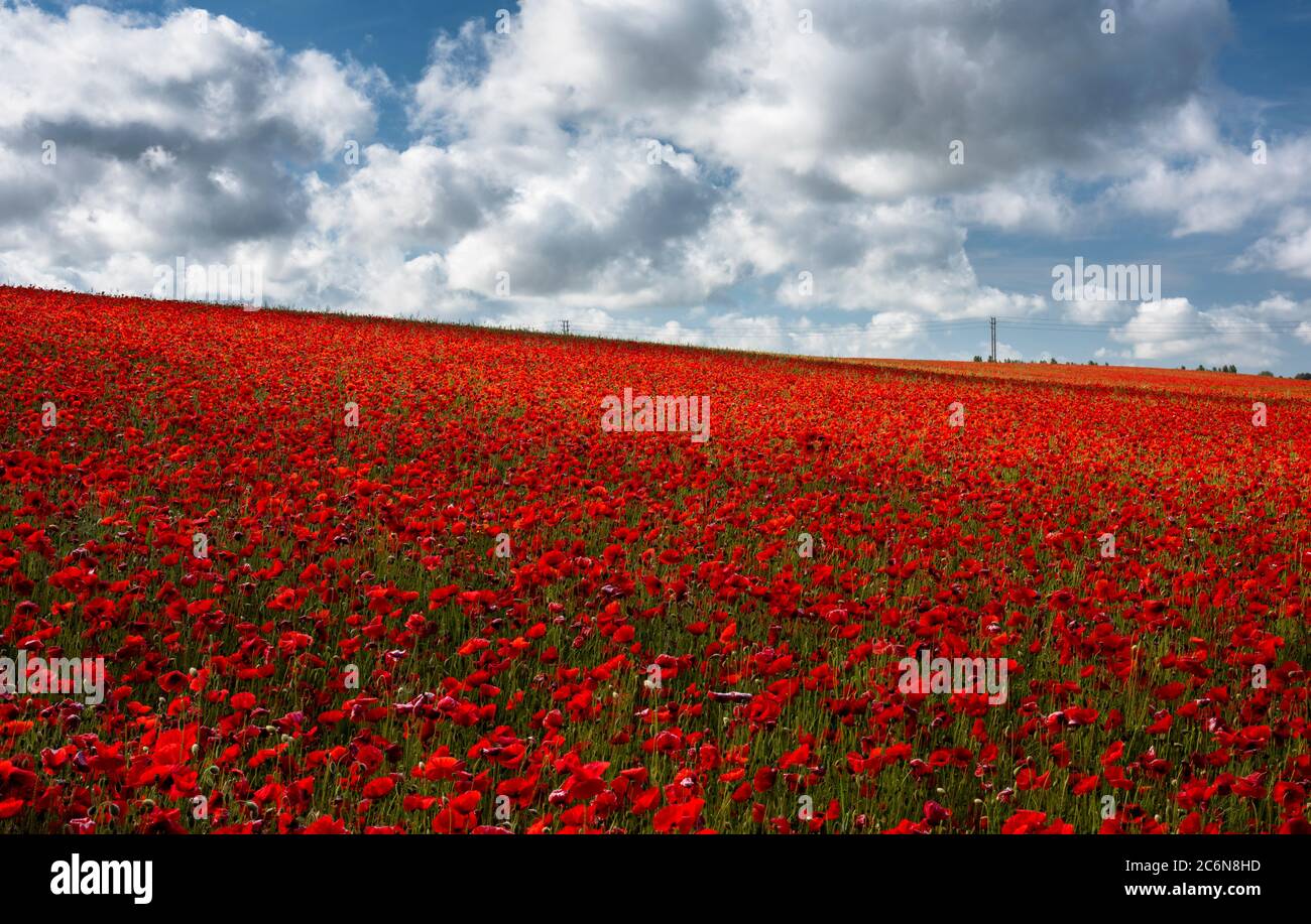 Poppies landscape hi-res stock photography and images - Alamy