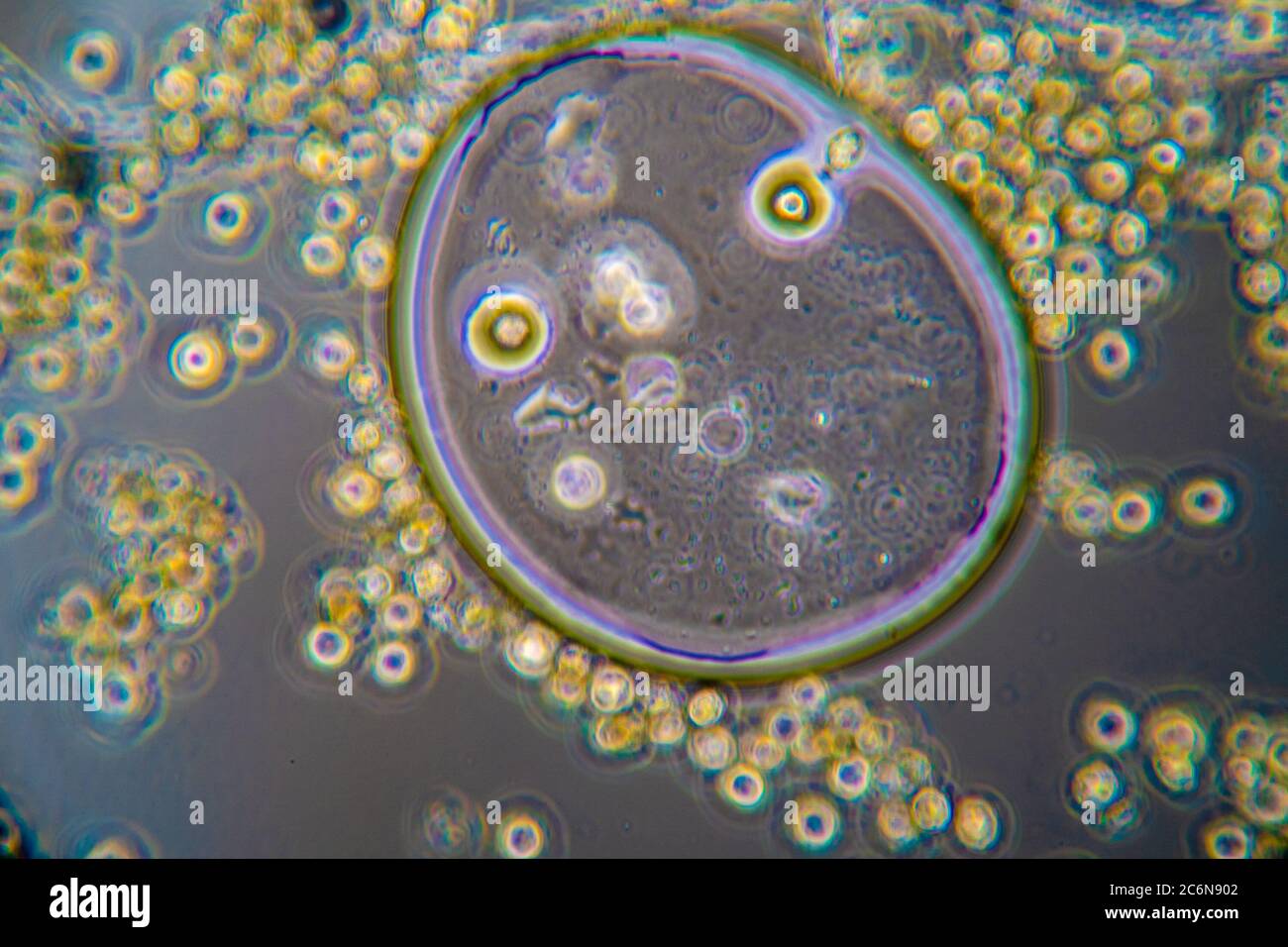 Blood cell magnified microscope hi-res stock photography and images - Alamy