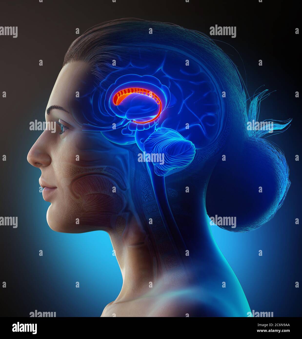 3d rendered medically accurate illustration of a female brains anatomy ...