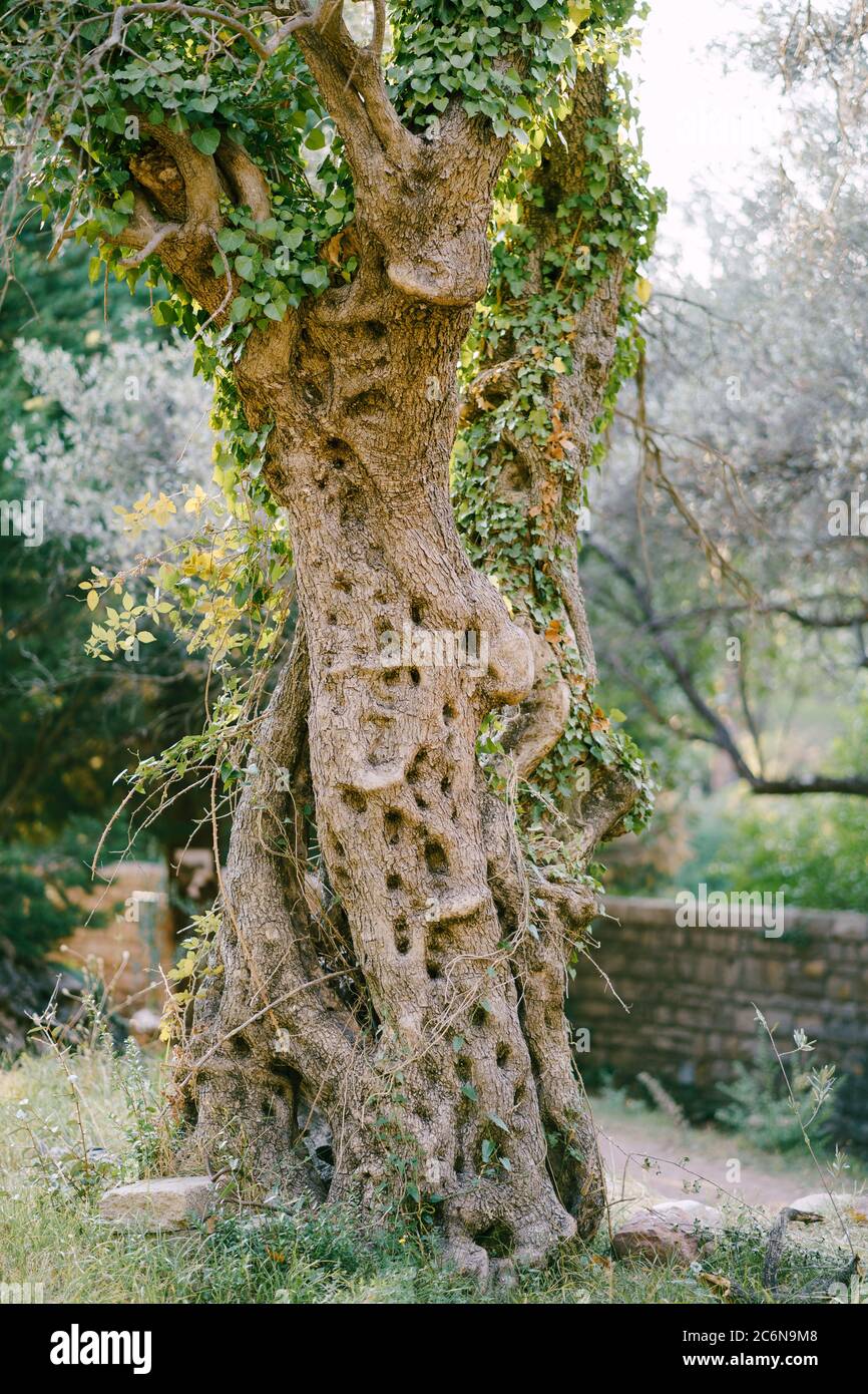 Interesting pattern on the trunk of the tree, the curly bark of the ...