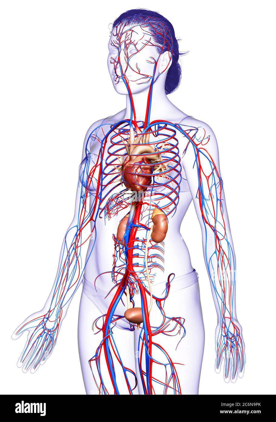 3d rendered, medically accurate illustration of the female kidneys and ...