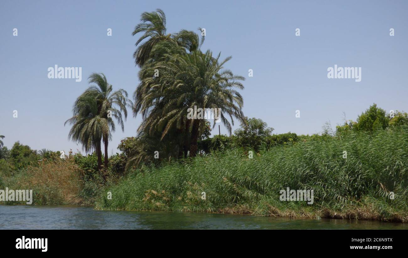 Cruise Ship Palm Trees High Resolution Stock Photography and Images - Alamy