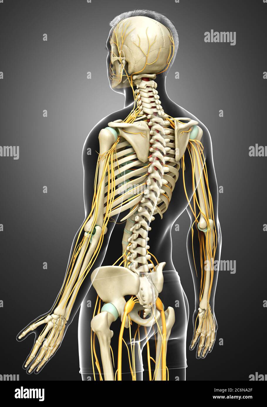 3d rendered medically accurate illustration of the nervous system and ...