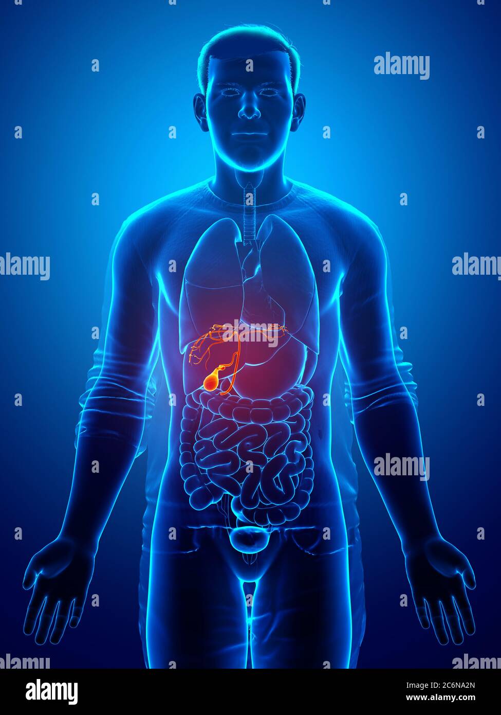 3d rendered medically accurate illustration of male Organs Gallbladder ...