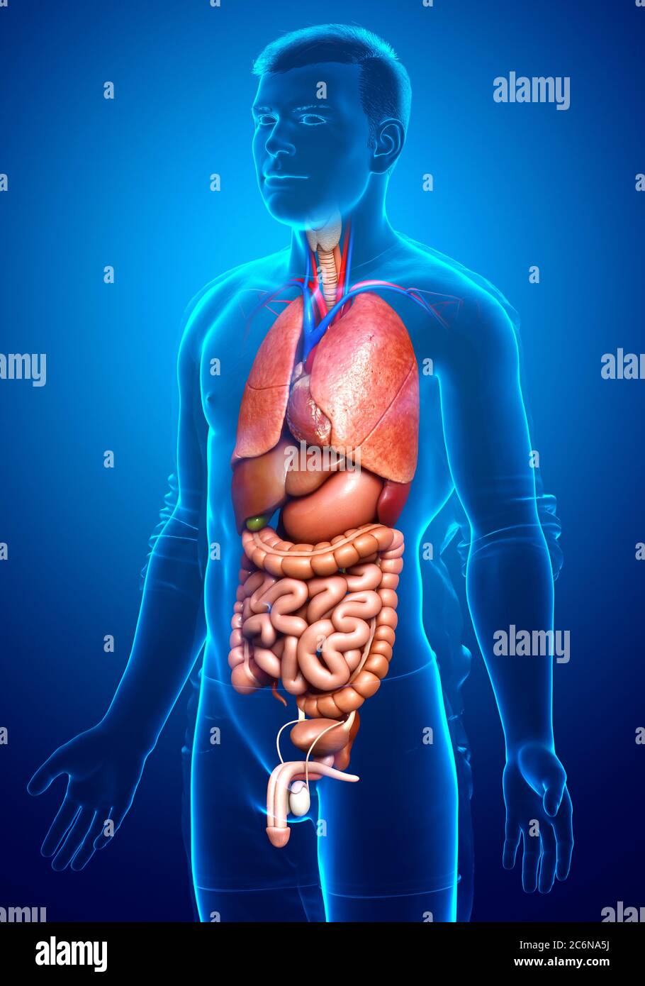 3d rendered medically accurate illustration of male Internal organs ...
