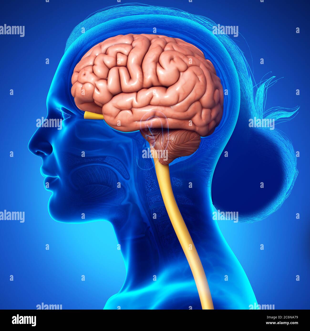 3d rendered medically accurate illustration of a female brain anatomy ...