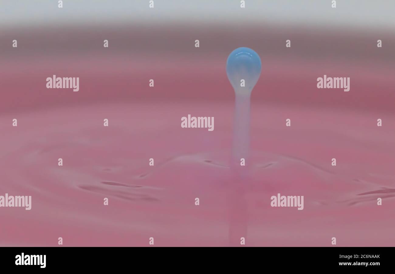 Light blue color drop in pink water and splash creative forms made ...