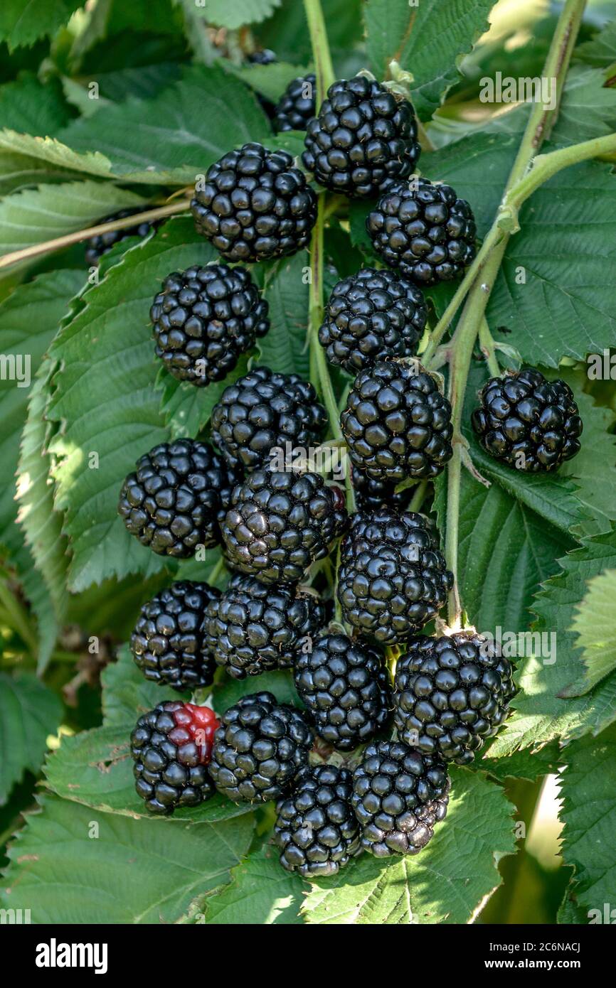 Stachellose Brombeere Rubus fruticosus Asterina, Stingless blackberry ...