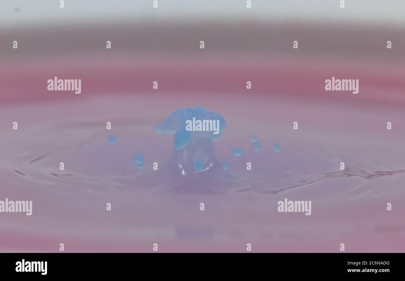 Light blue color drop in pink water and splash creative forms made ...