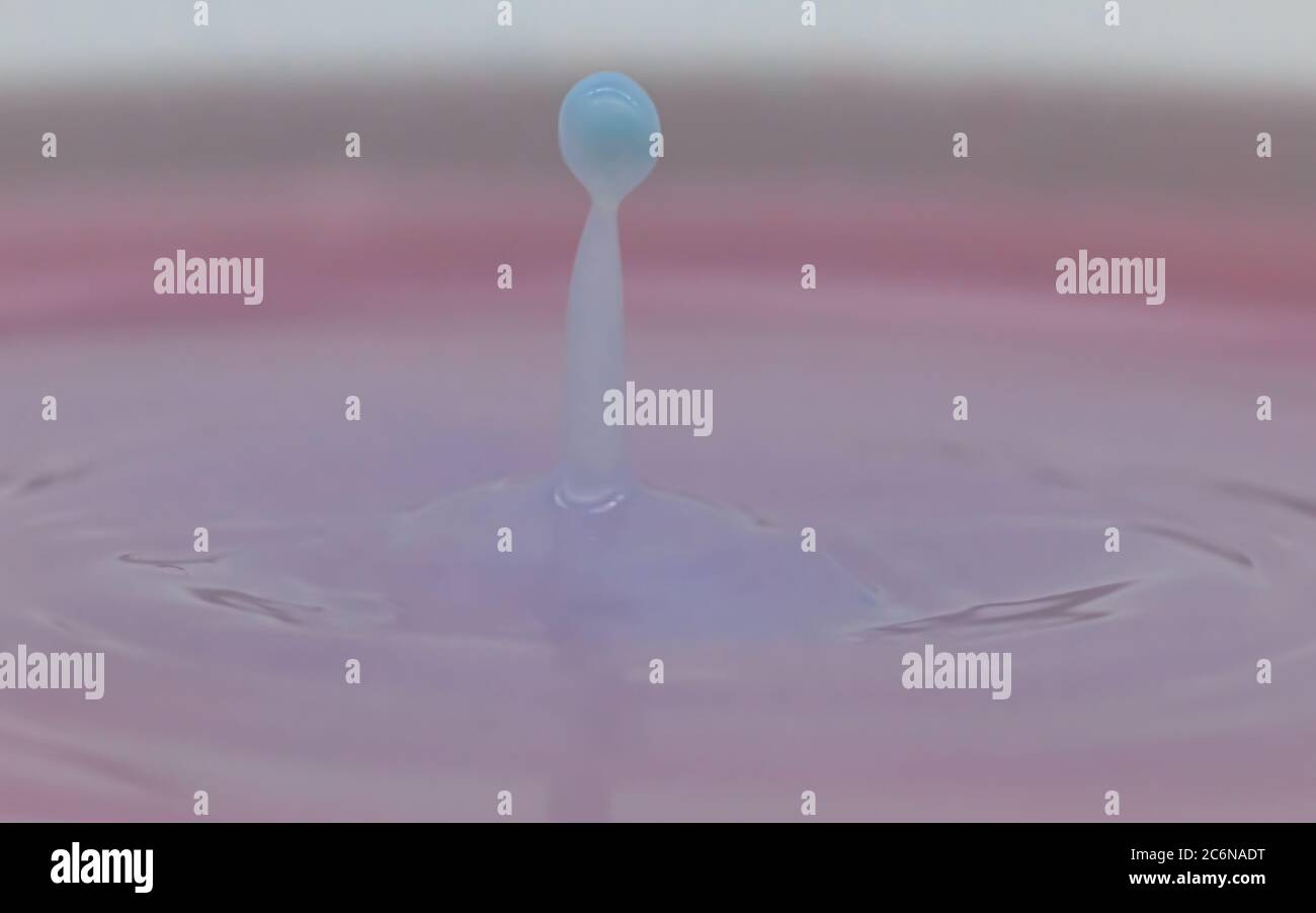Light blue color drop in pink water and splash creative forms made ...