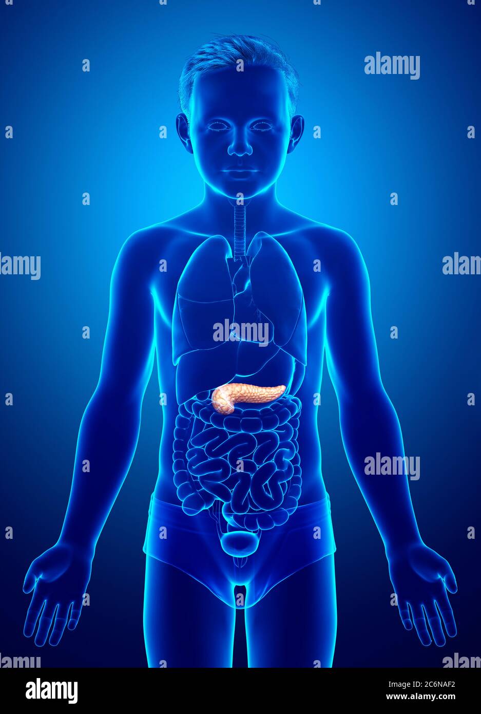 3d rendered, medically accurate illustration of a young girl pancreas ...