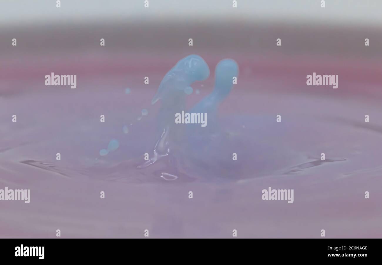 Light blue color drop in pink water and splash creative forms made ...