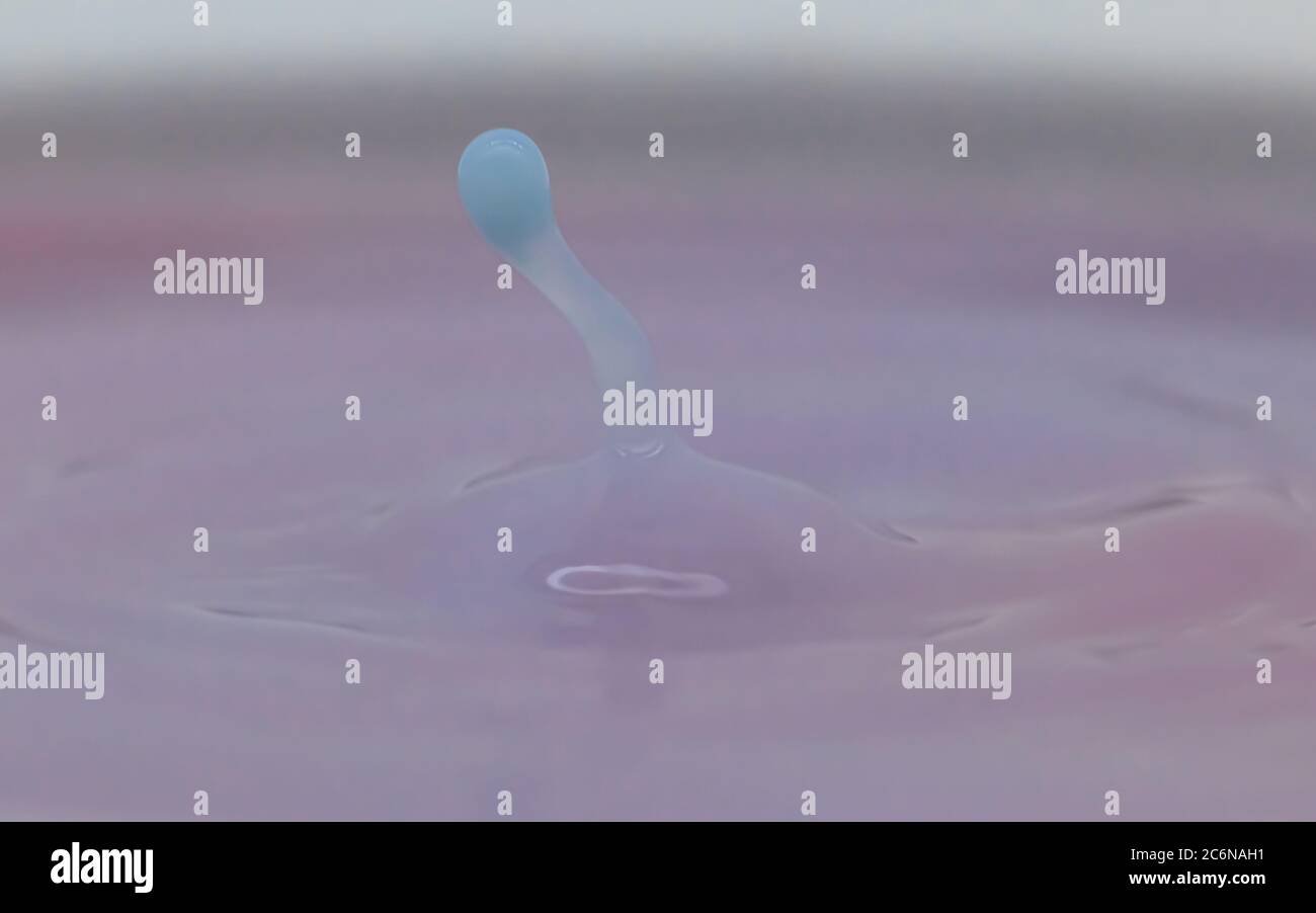 Light blue color drop in pink water and splash creative forms made ...