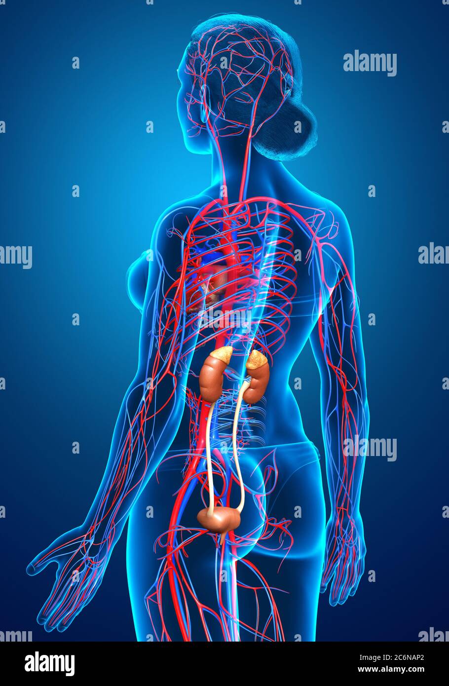 3d rendered, medically accurate illustration of the female kidneys and ...