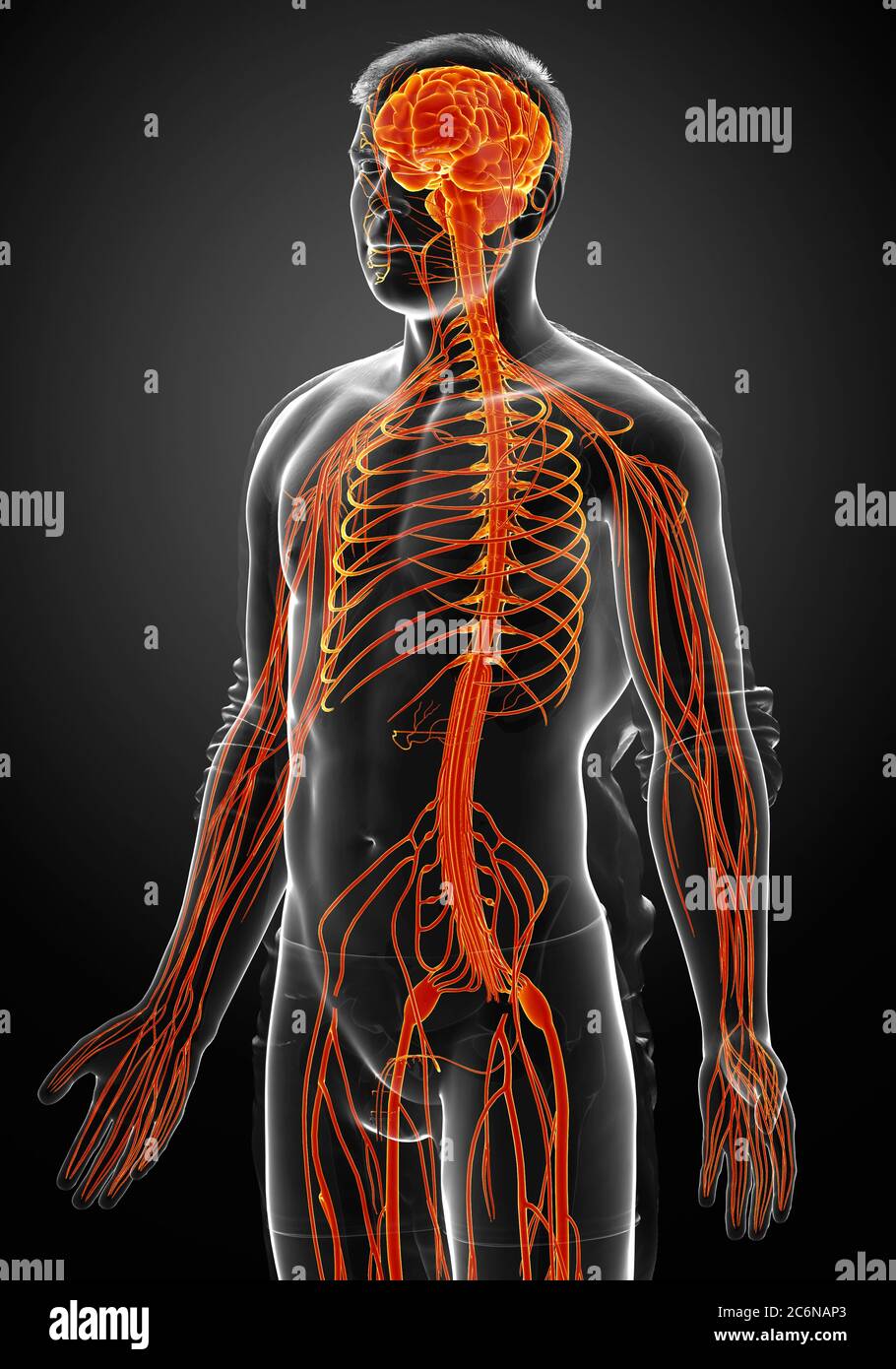 3d rendered medically accurate illustration of a male nervous system ...