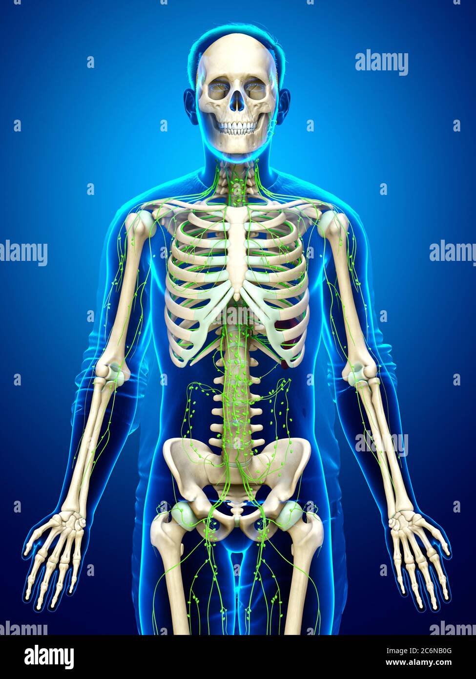 3d rendered medically accurate illustration of a male lymphatic system ...