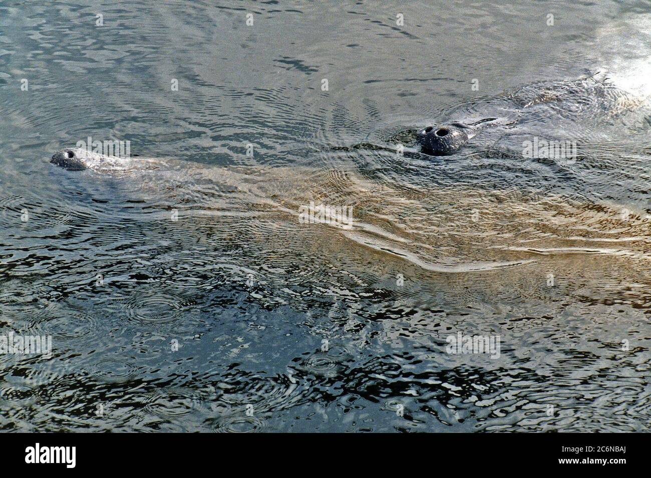 Manatee banana creek hi-res stock photography and images - Alamy