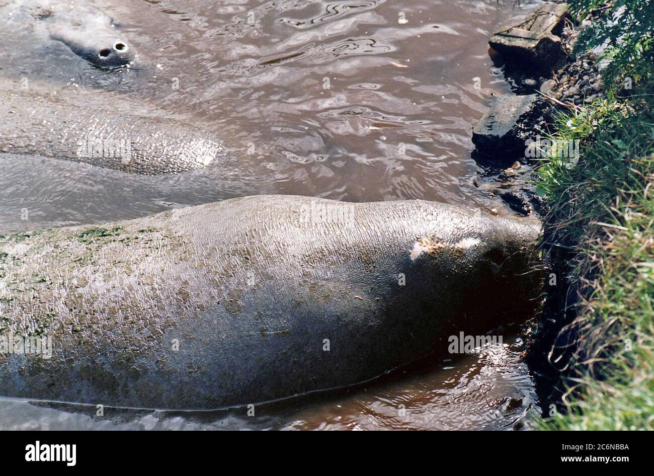 Manatee banana creek hi-res stock photography and images - Alamy