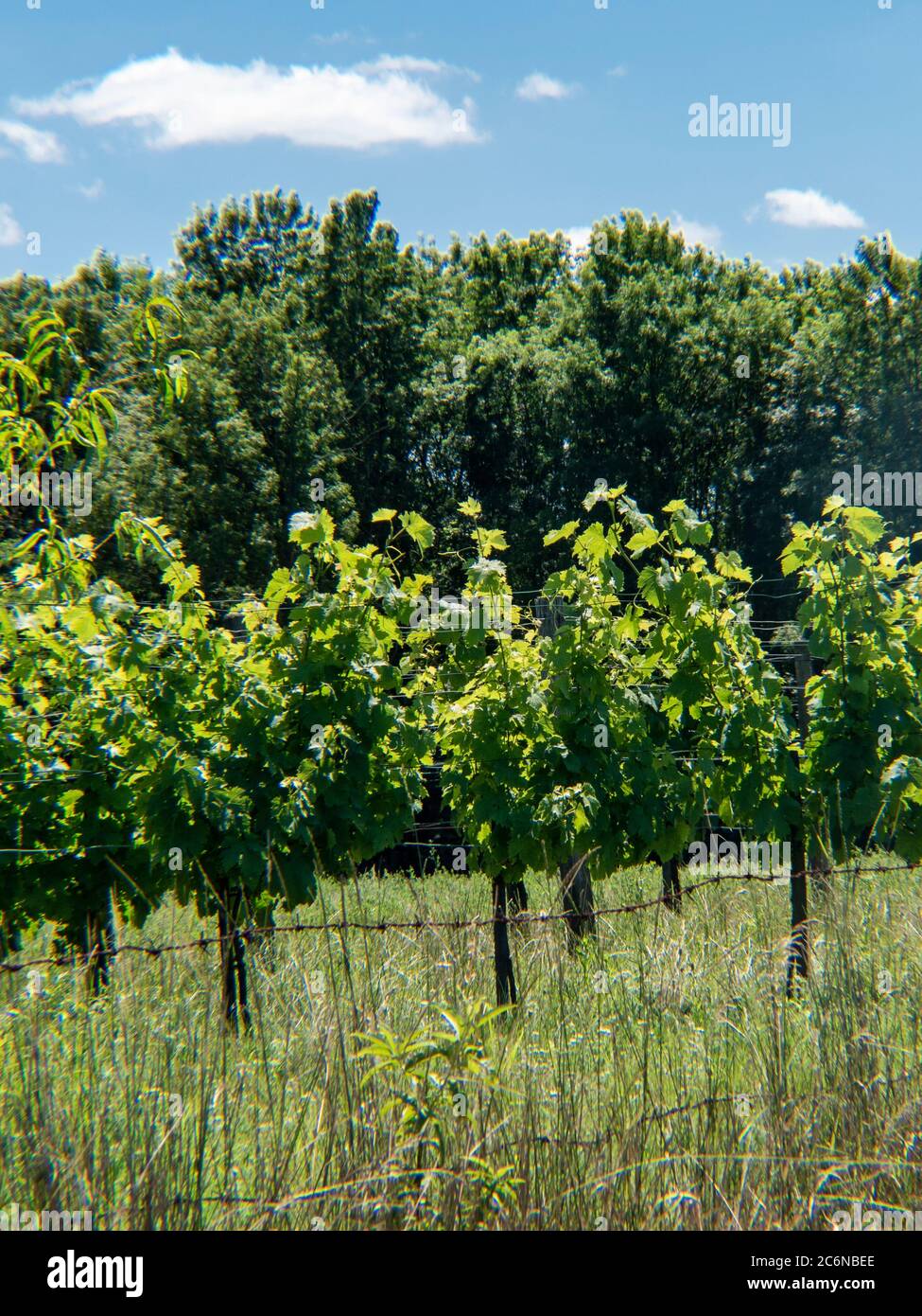 Small vineyard hi-res stock photography and images - Alamy