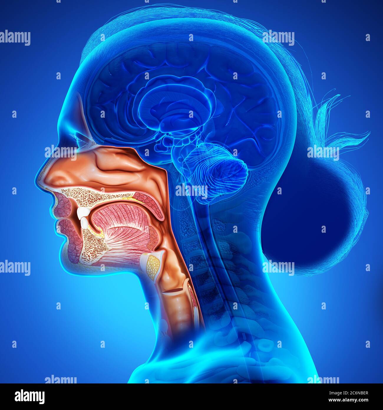 3d rendered, medically accurate illustration of female Trachea and ...