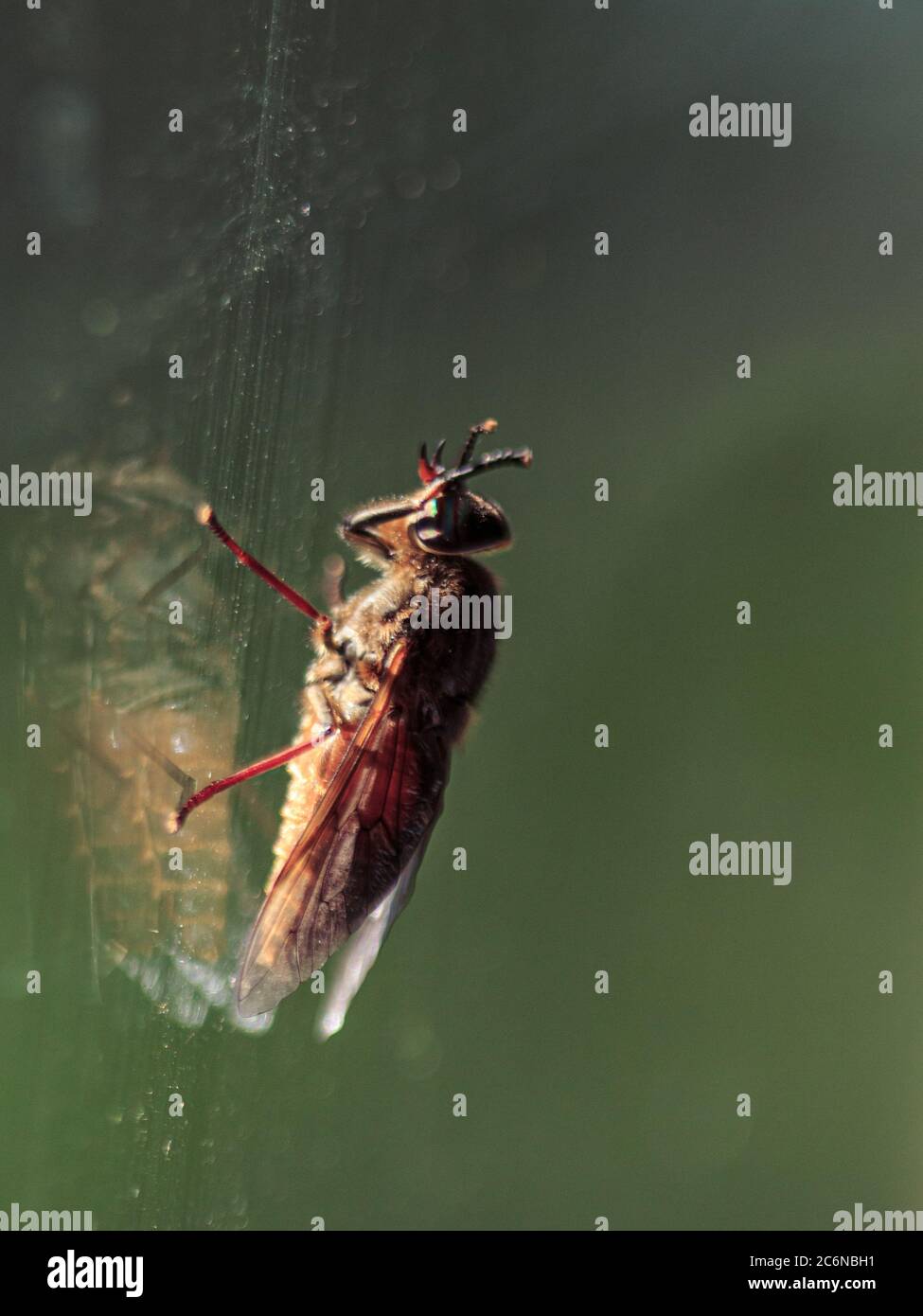 Fly sitting on window glass, colorful insect eyes Stock Photo - Alamy