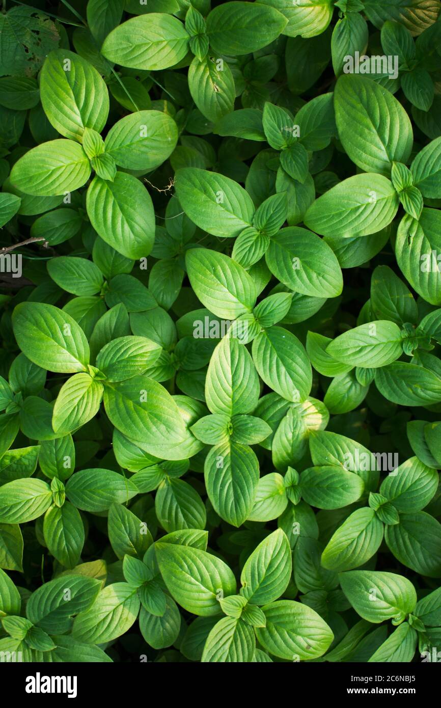 close up but high angle photo of some green wild leaves Stock Photo - Alamy