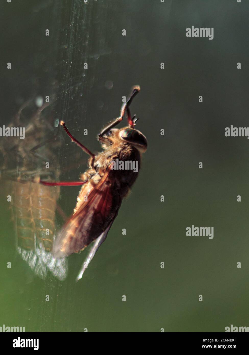 Fly sitting on window glass, colorful insect eyes Stock Photo - Alamy