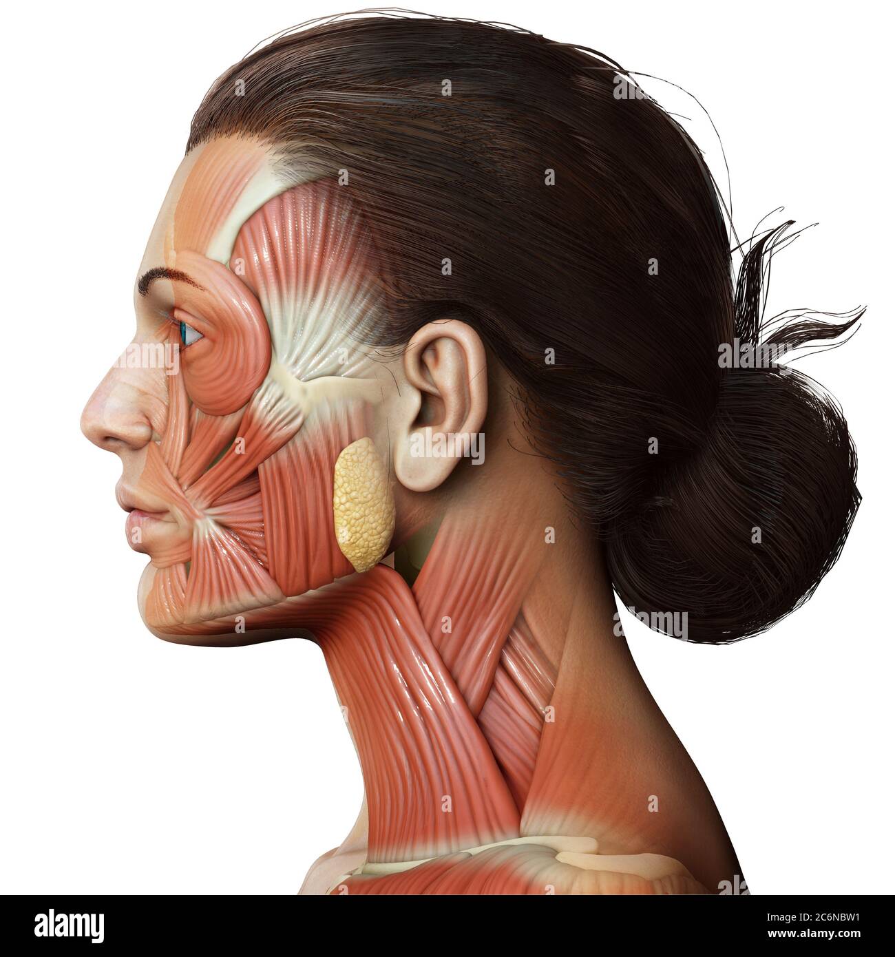 Skinless Face Anatomy