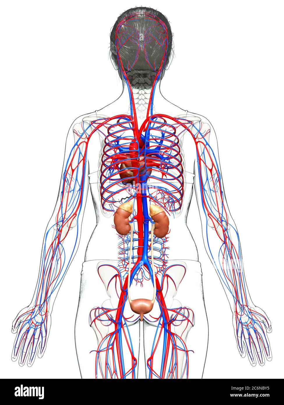 3d rendered, medically accurate illustration of the female kidneys and ...