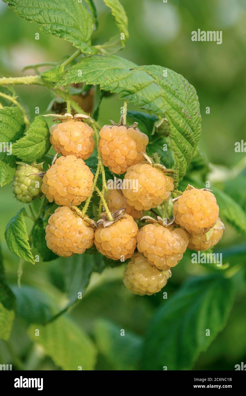 Gold himbeere hi-res stock photography and images - Alamy