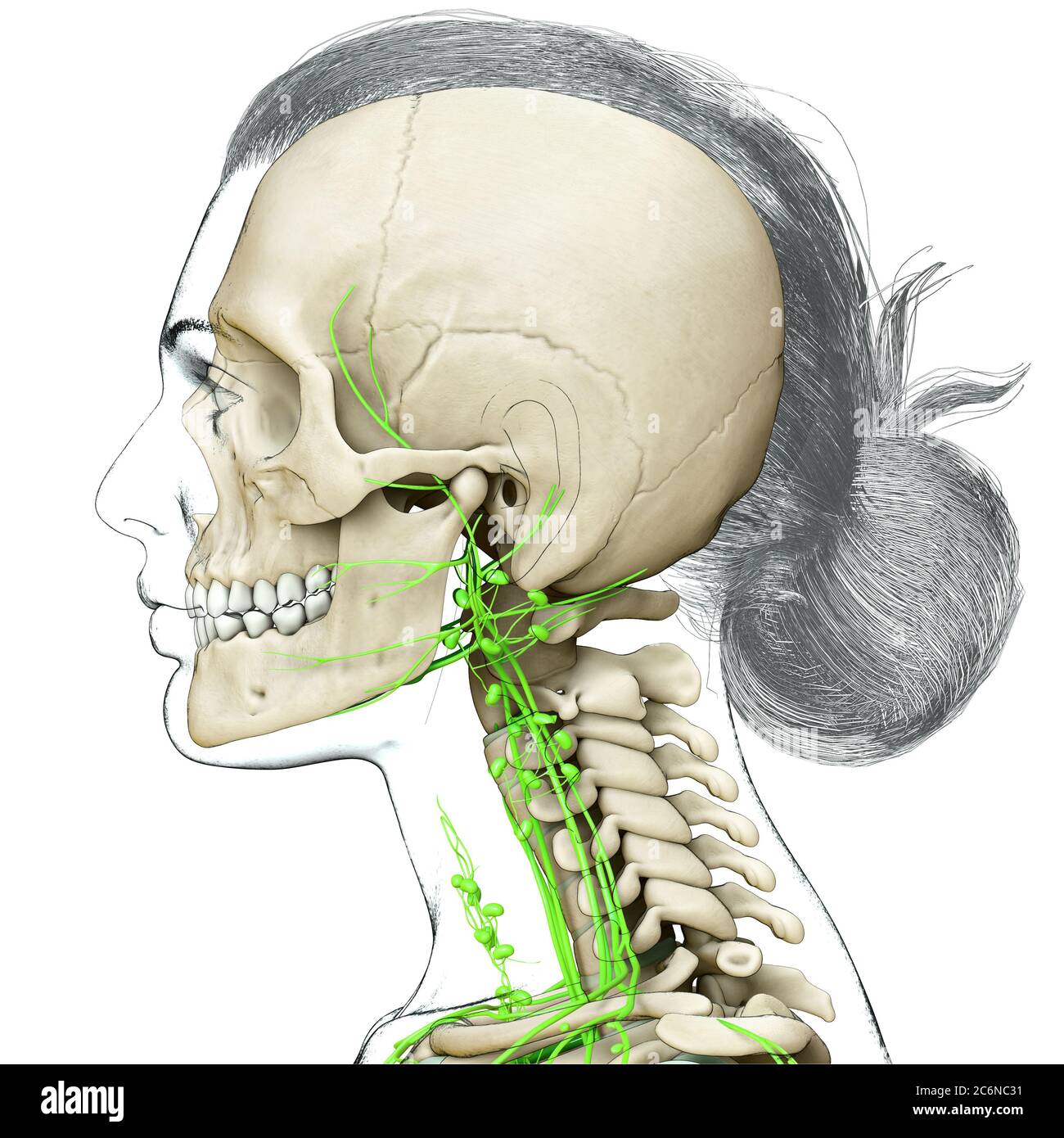Lymphatic system face hi-res stock photography and images - Alamy