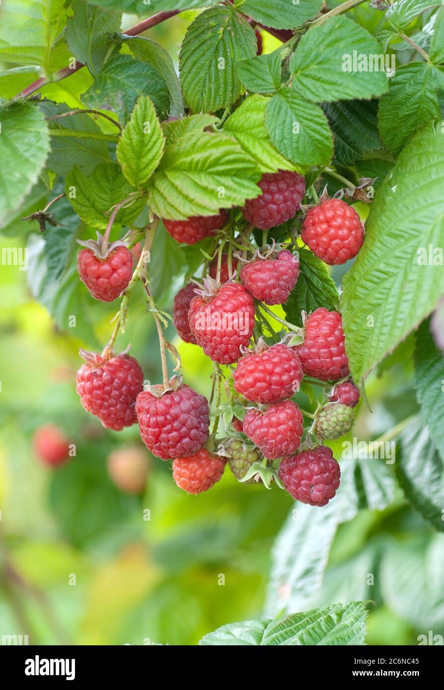 Himbeere Rubus idaeus Maravilla, Raspberry Rubus idaeus Maravilla Stock ...