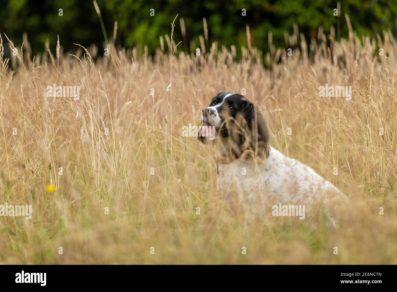 English springer spaniel dog hi-res stock photography and images - Alamy