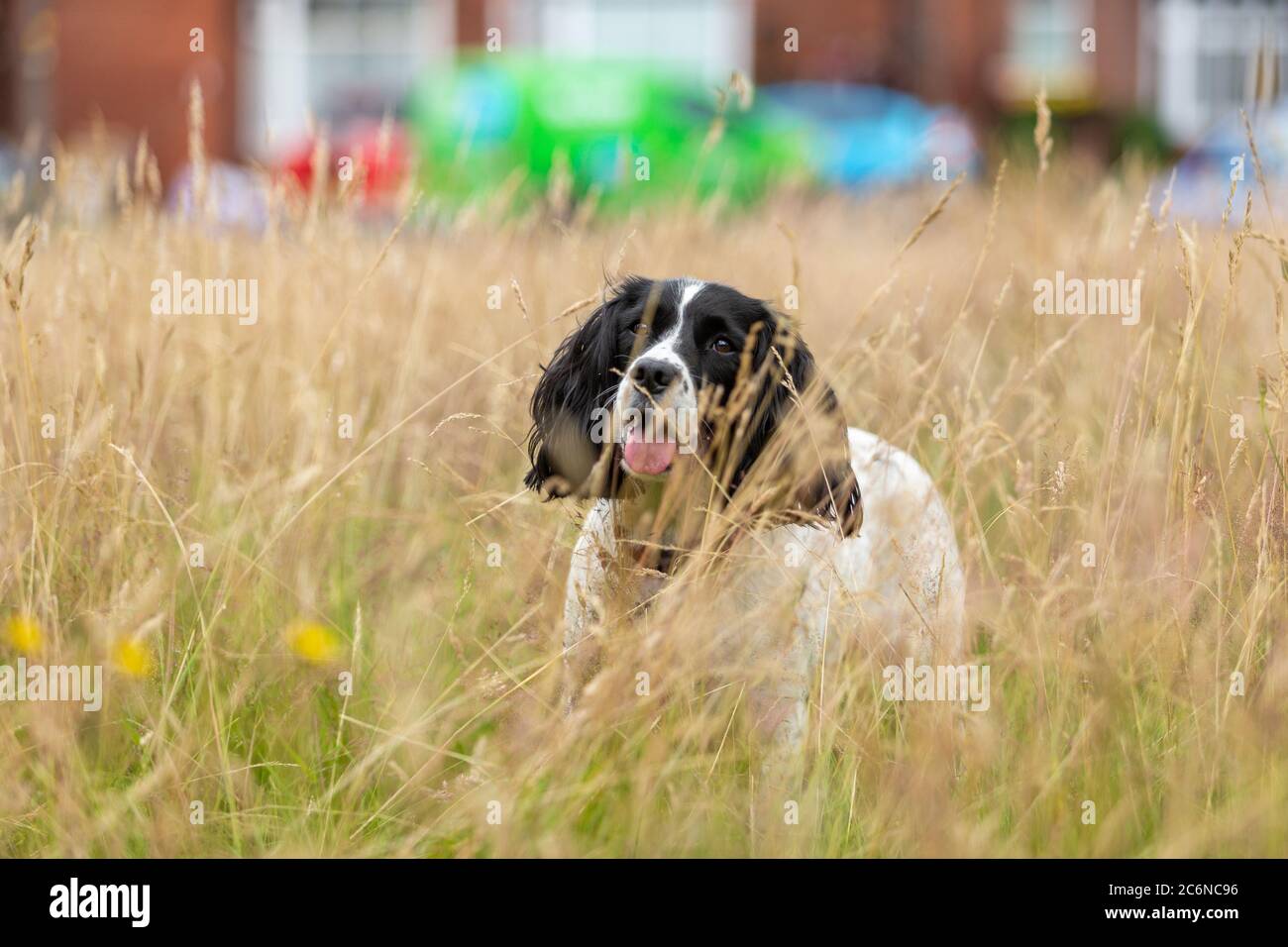 English springer spaniel dog in long grass Stock Photo - Alamy