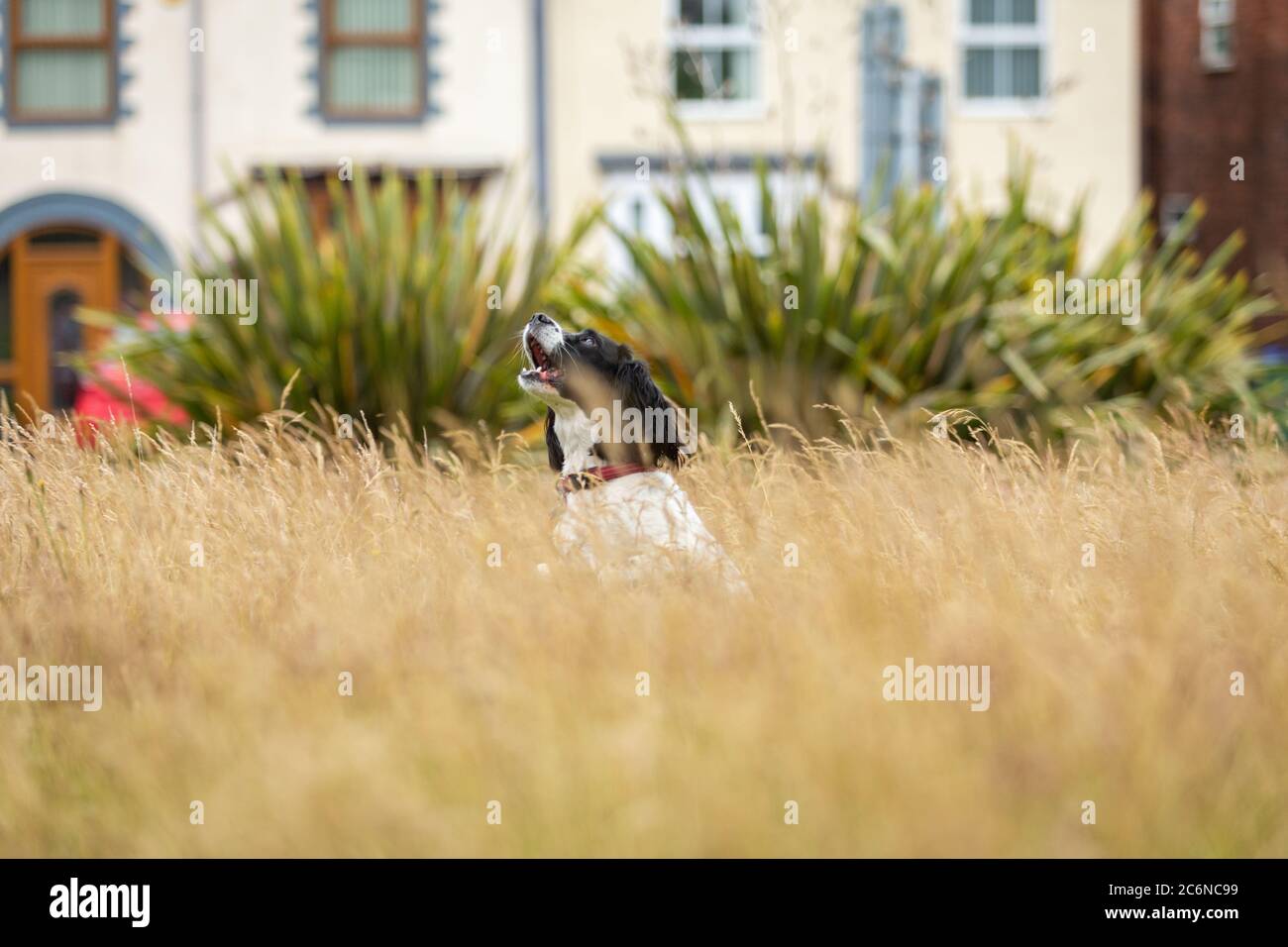 English springer spaniel dog hi-res stock photography and images - Alamy