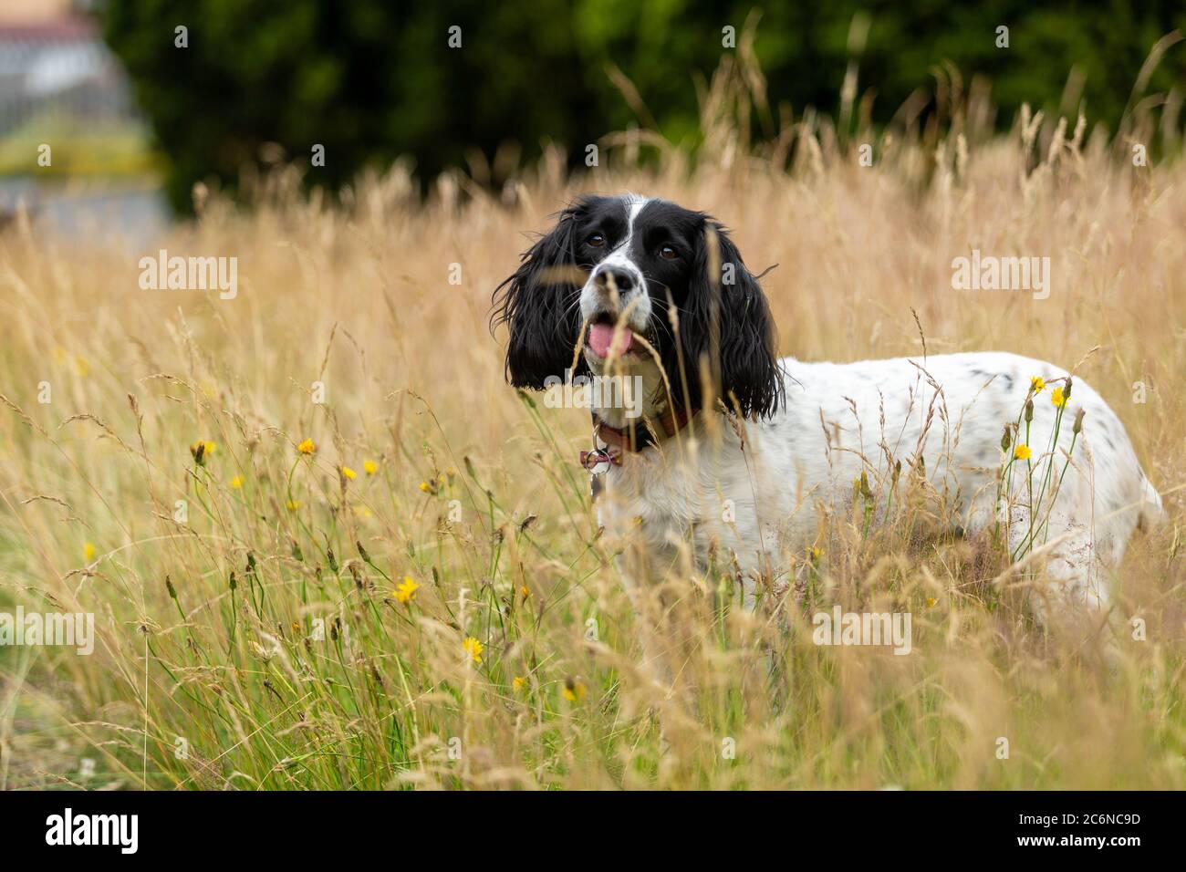 English springer spaniel dog hi-res stock photography and images - Alamy