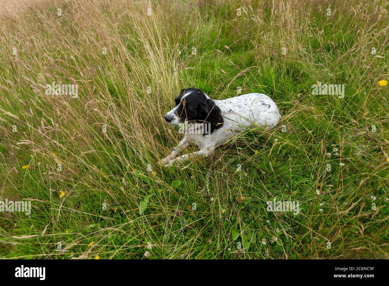 English springer spaniel dog hi-res stock photography and images - Alamy