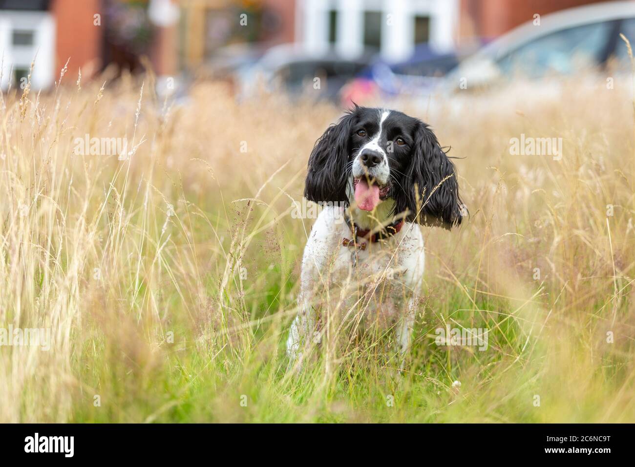 English springer spaniel dog hi-res stock photography and images - Alamy