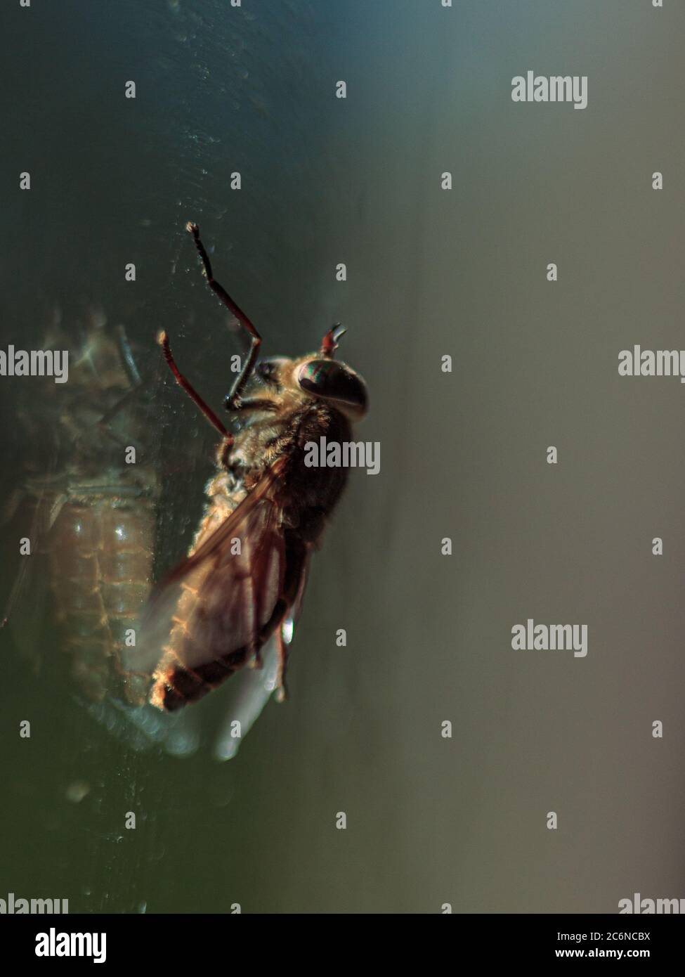 Glass with insect hi-res stock photography and images - Alamy