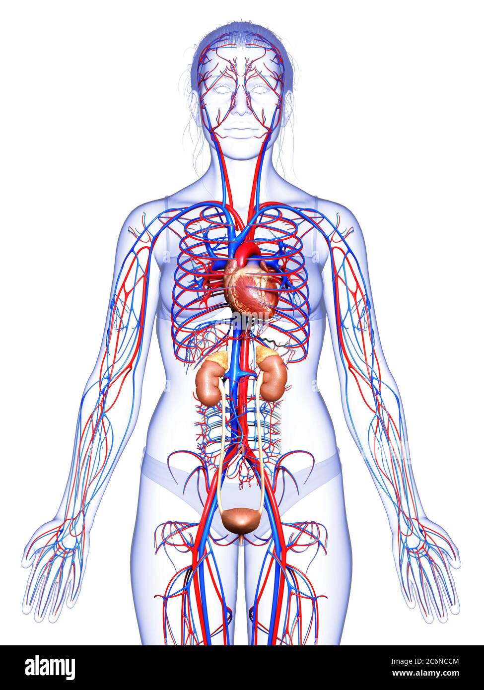 3d rendered, medically accurate illustration of the female kidneys and ...