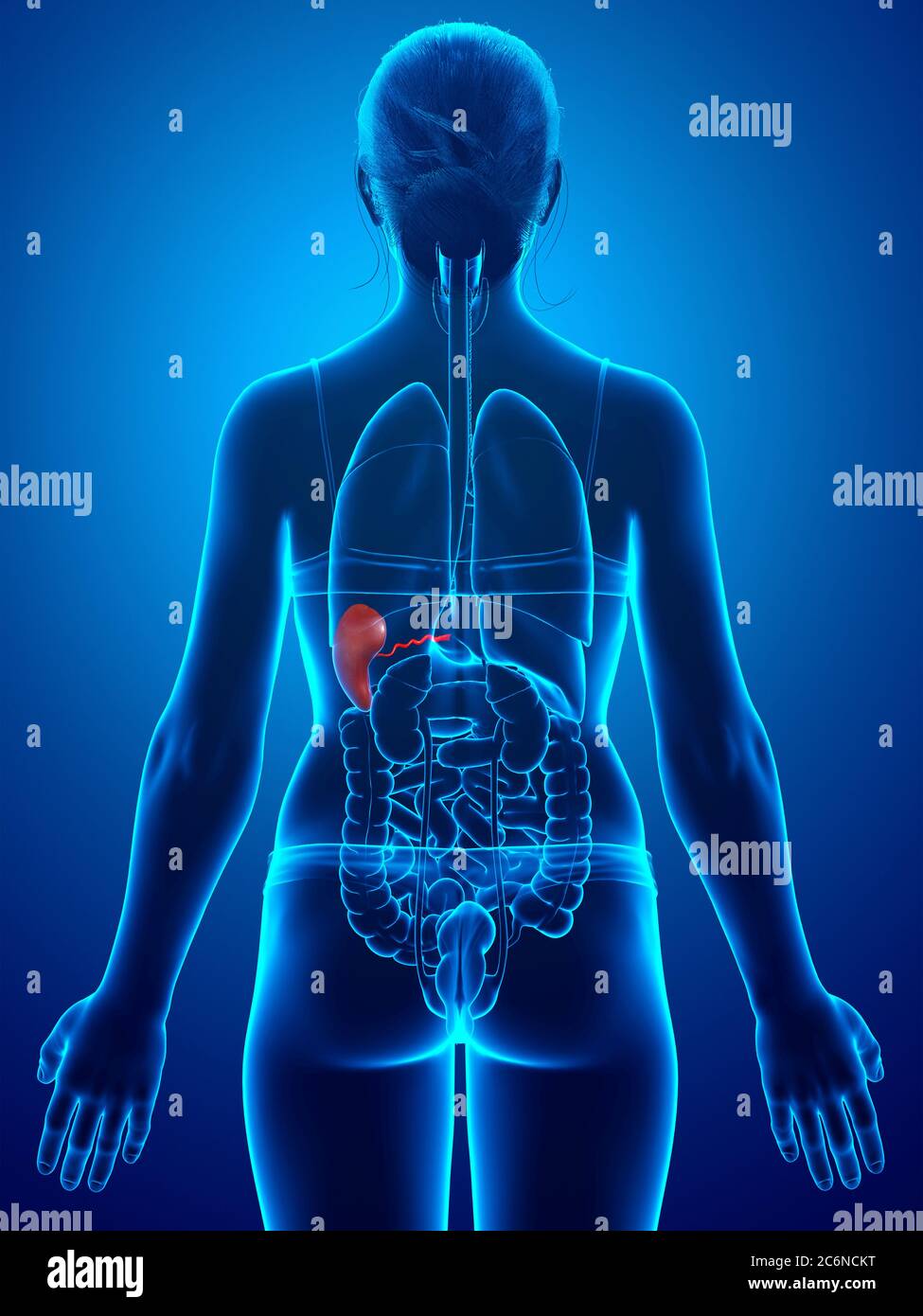 3d rendered, medically accurate illustration of a female Spleen Anatomy ...