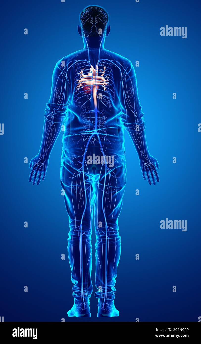 3d rendered medically accurate illustration of a male Veins anatomy ...