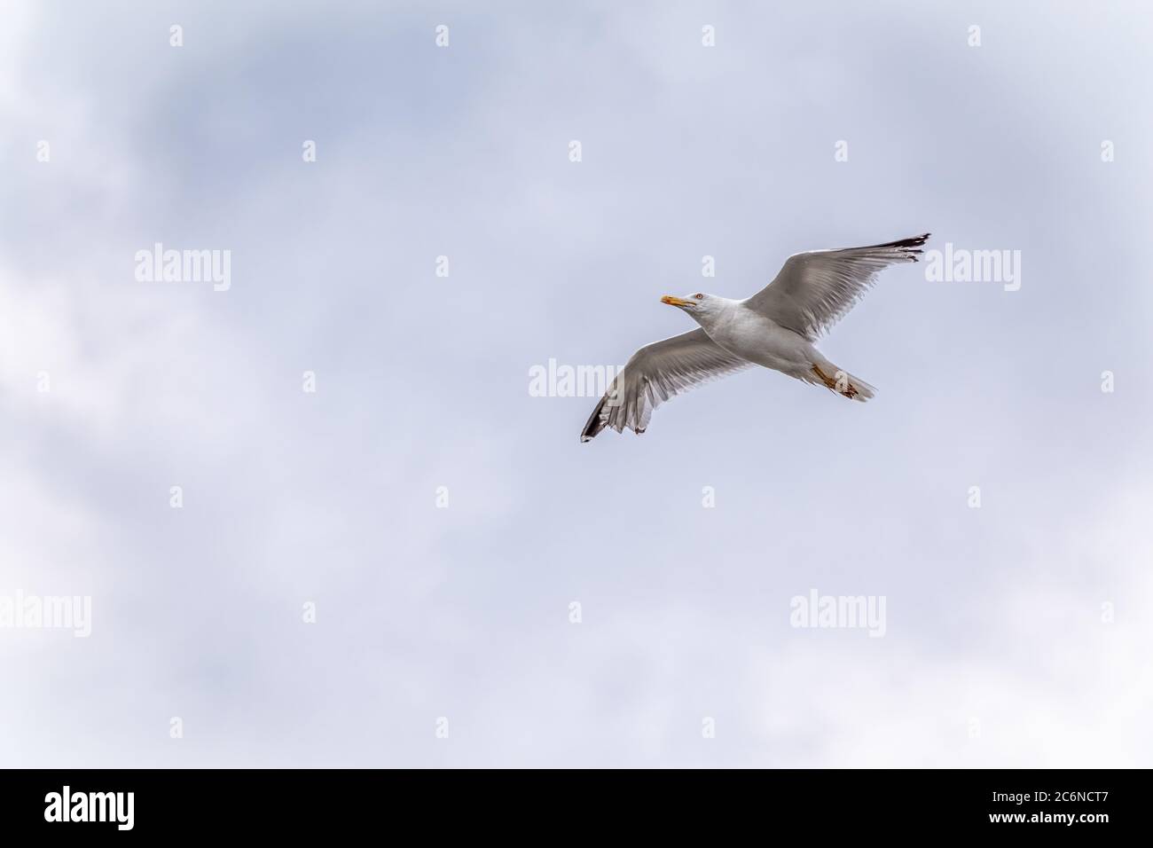 Sea gull in the clear blue sky. The European herring gull flying in ...