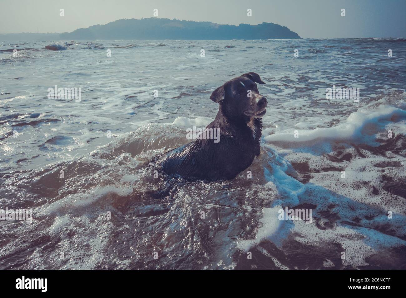 A big dog in the sea. The animal frolics in the water Stock Photo - Alamy