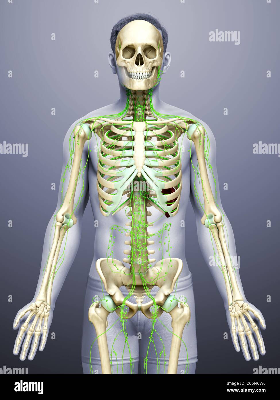 3d rendered medically accurate illustration of a male lymphatic system ...